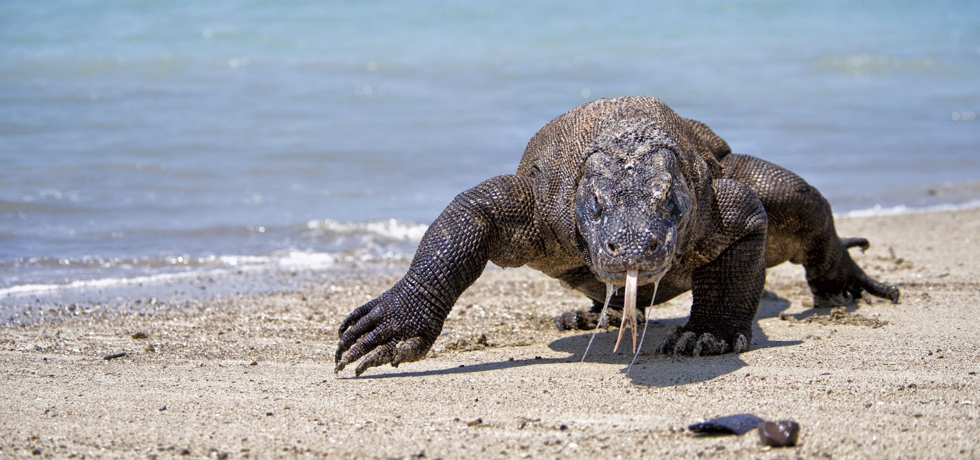 Höhepunkte Flores-Komodo-Rinca, Vulkan und Warane